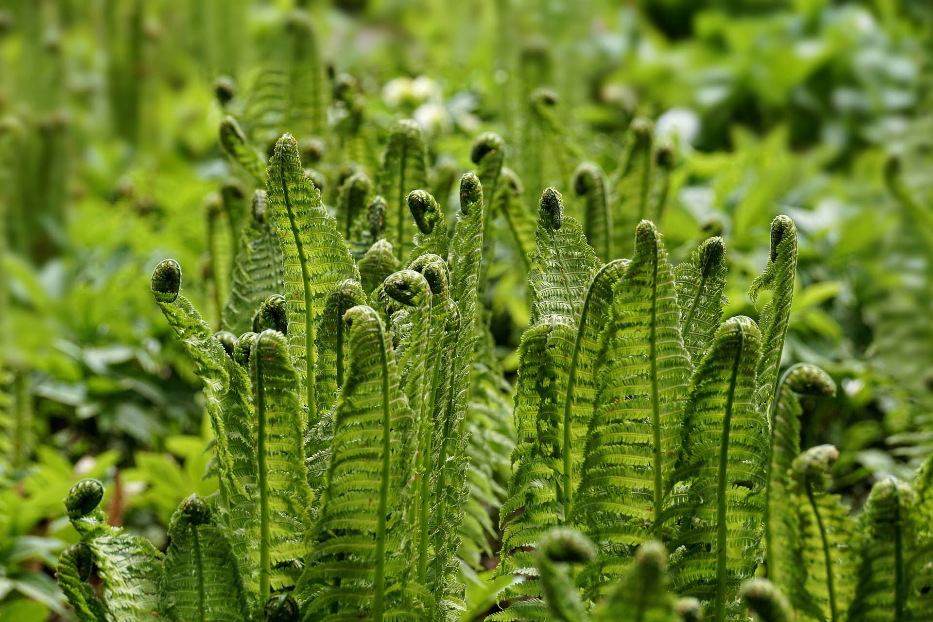 The Most Exciting Things You Don't Know About Ferns - DecorateLife