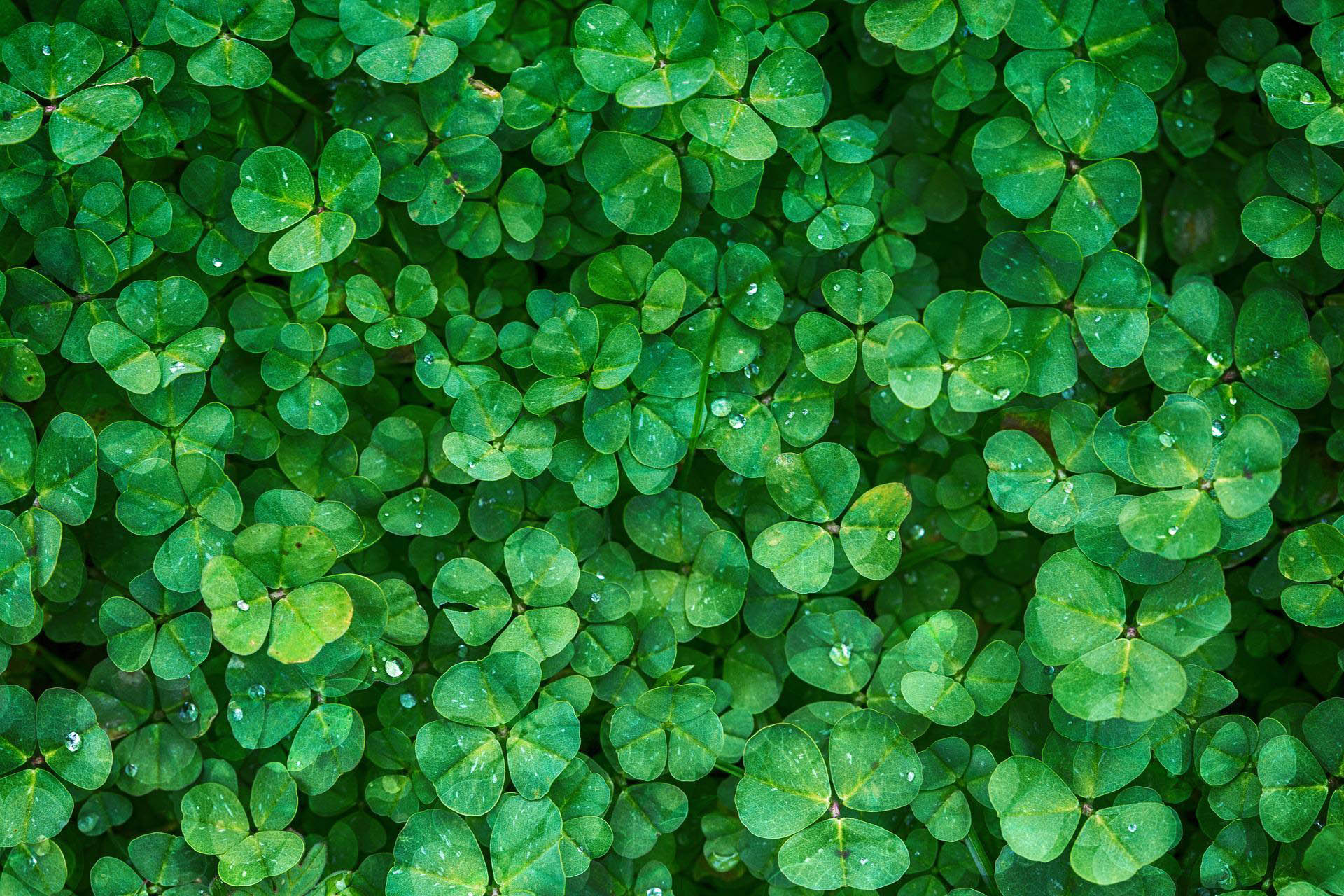 Clover Plant-Care, Flowers, Advantages, Meaning - DecorateLife